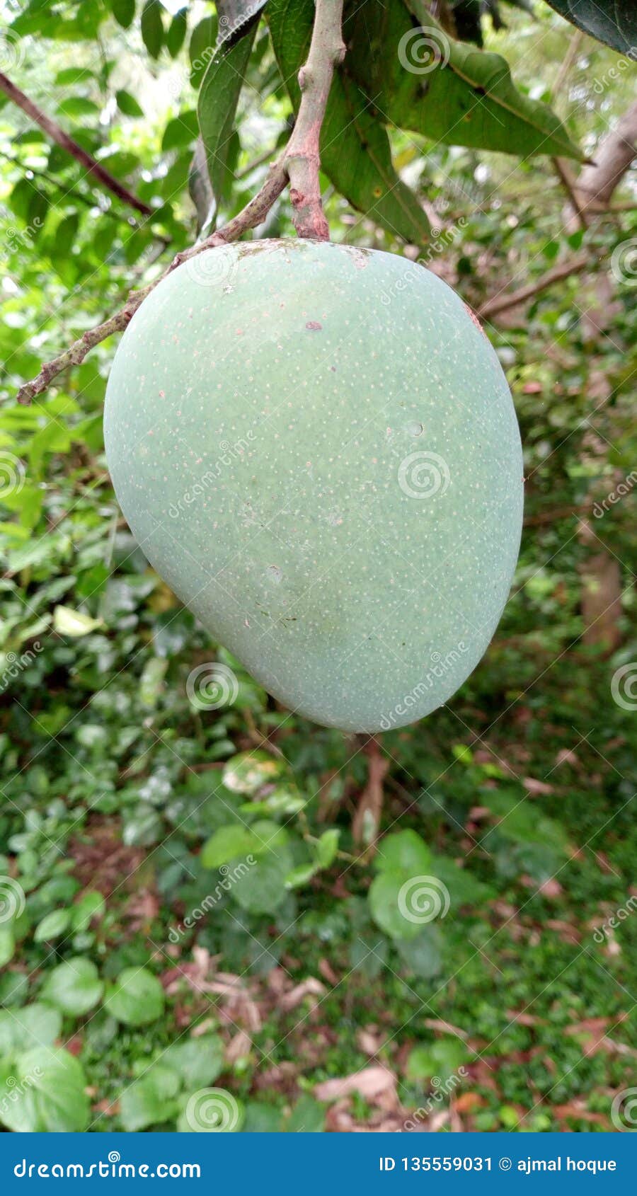Natural mango in tree stock image. Image of natural - 135559031