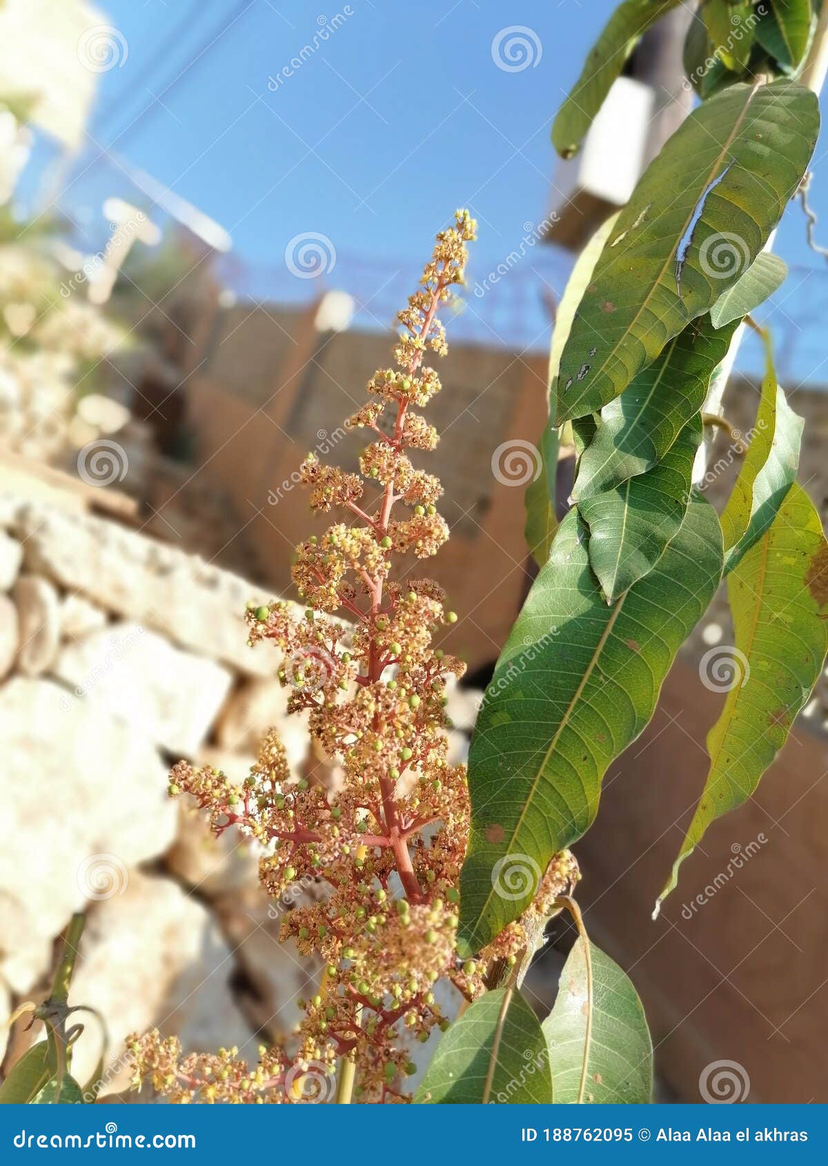 Natural mango tree sprouts stock image. Image of streetlight - 188762095