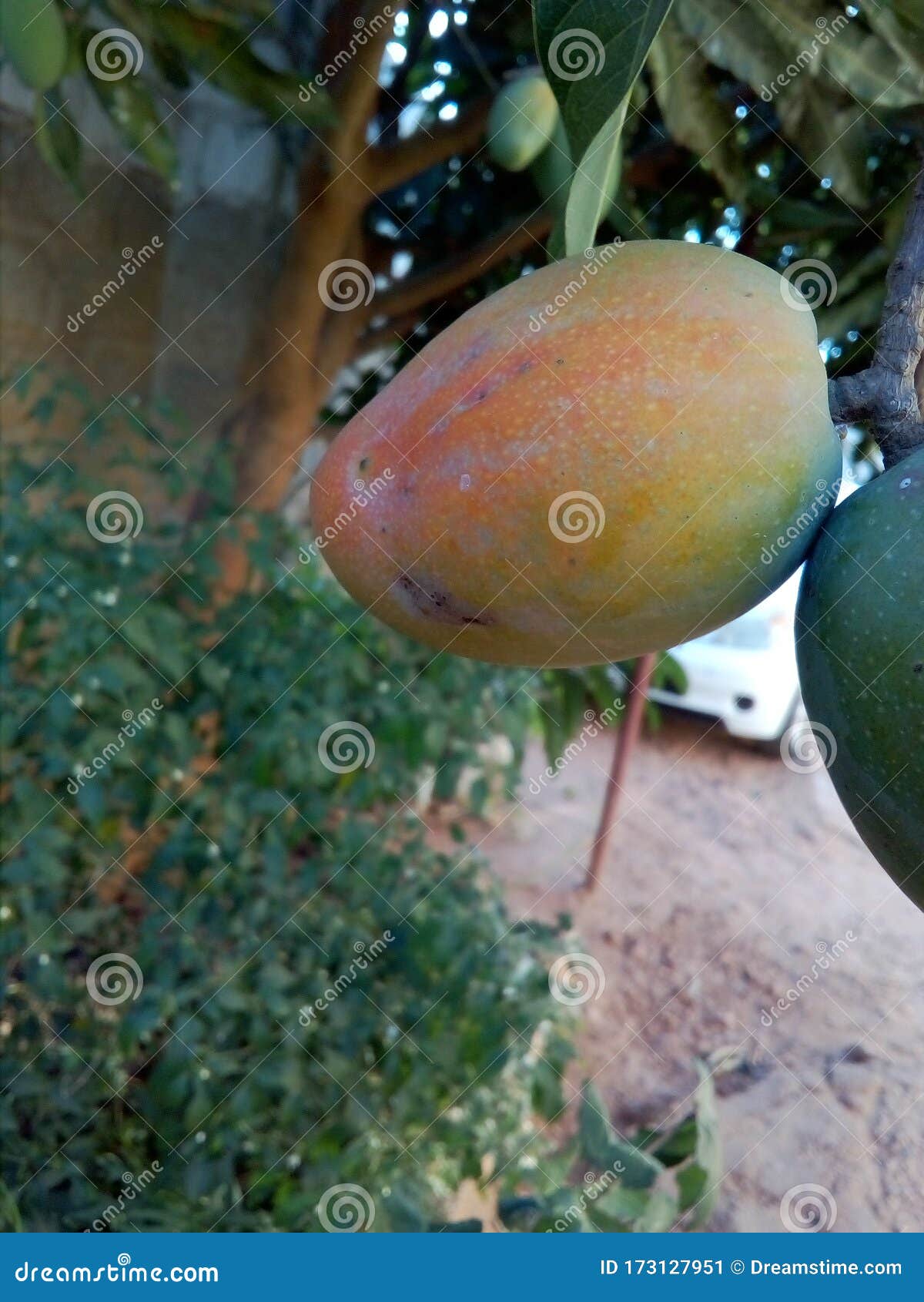 Natural Mango Zambia Garden October Stock Image - Image of october ...