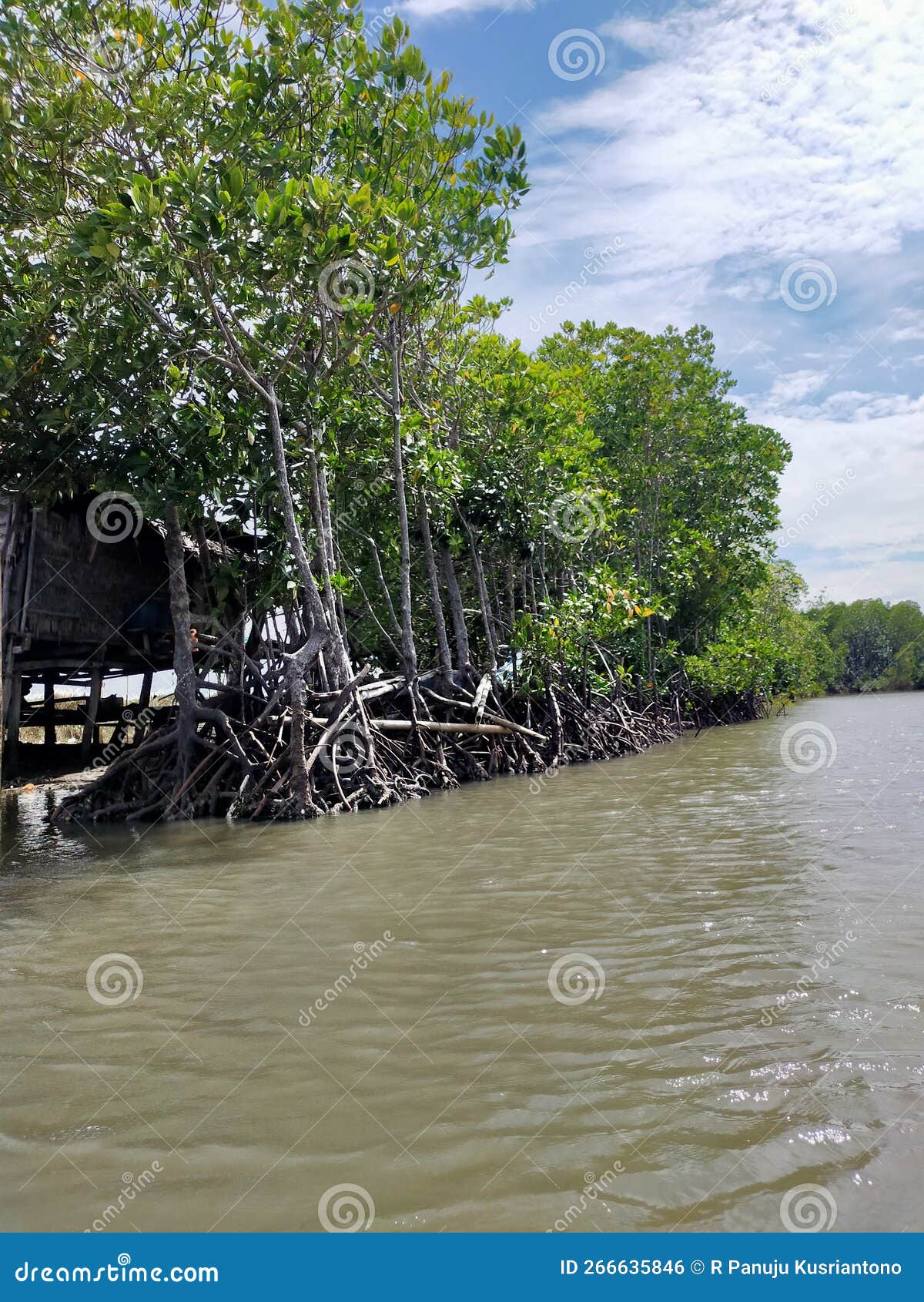 Natural Mangrove Inside River Stock Photo - Image of reflection, canal ...