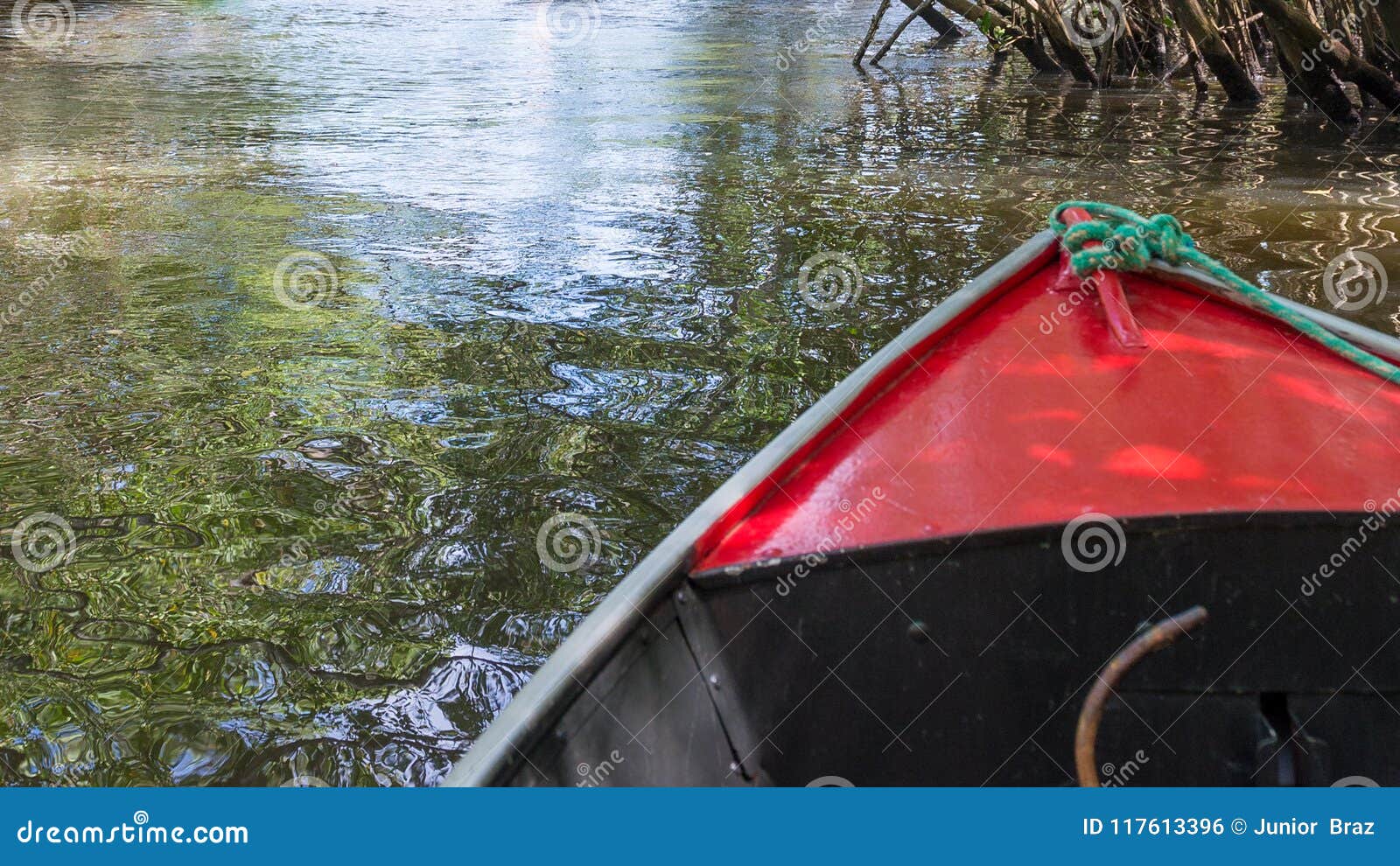 Natural Mangroves Water with Wide Green Forest Stock Photo - Image of ...