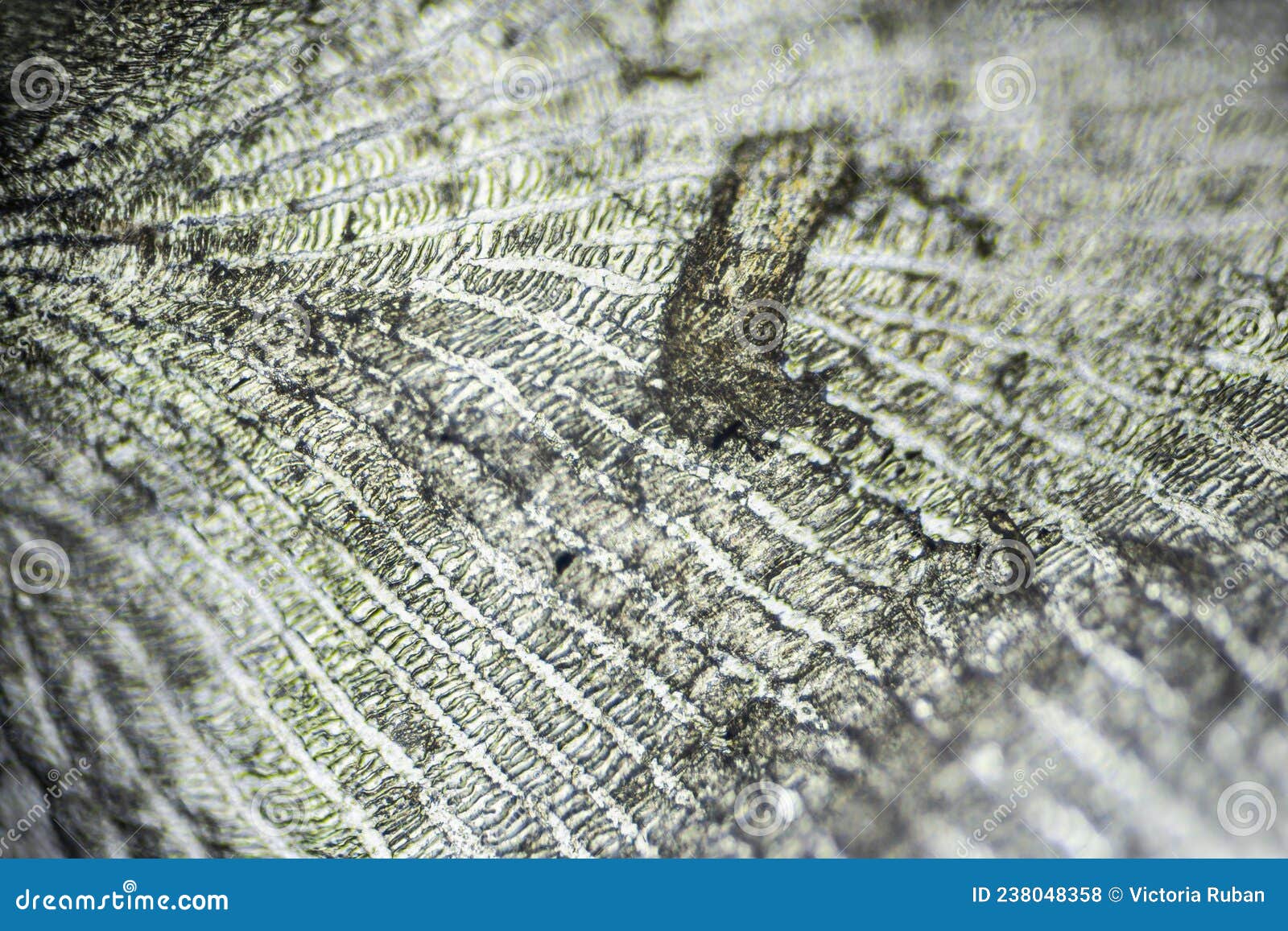 Natural Marine Fish Scale Under a Microscope Stock Photo - Image of ...