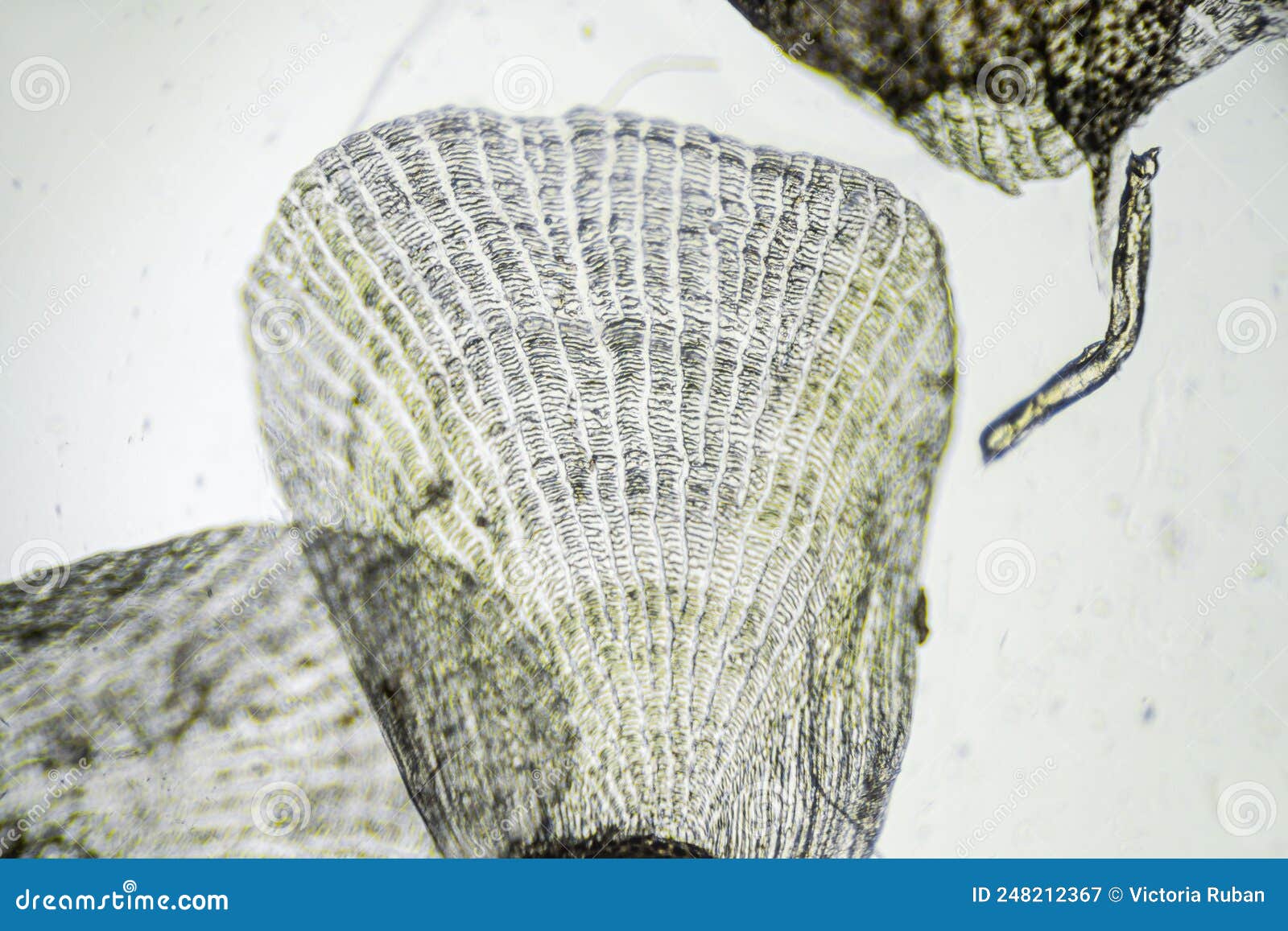 Natural Marine Fish Scale Under a Microscope Stock Image - Image of ...