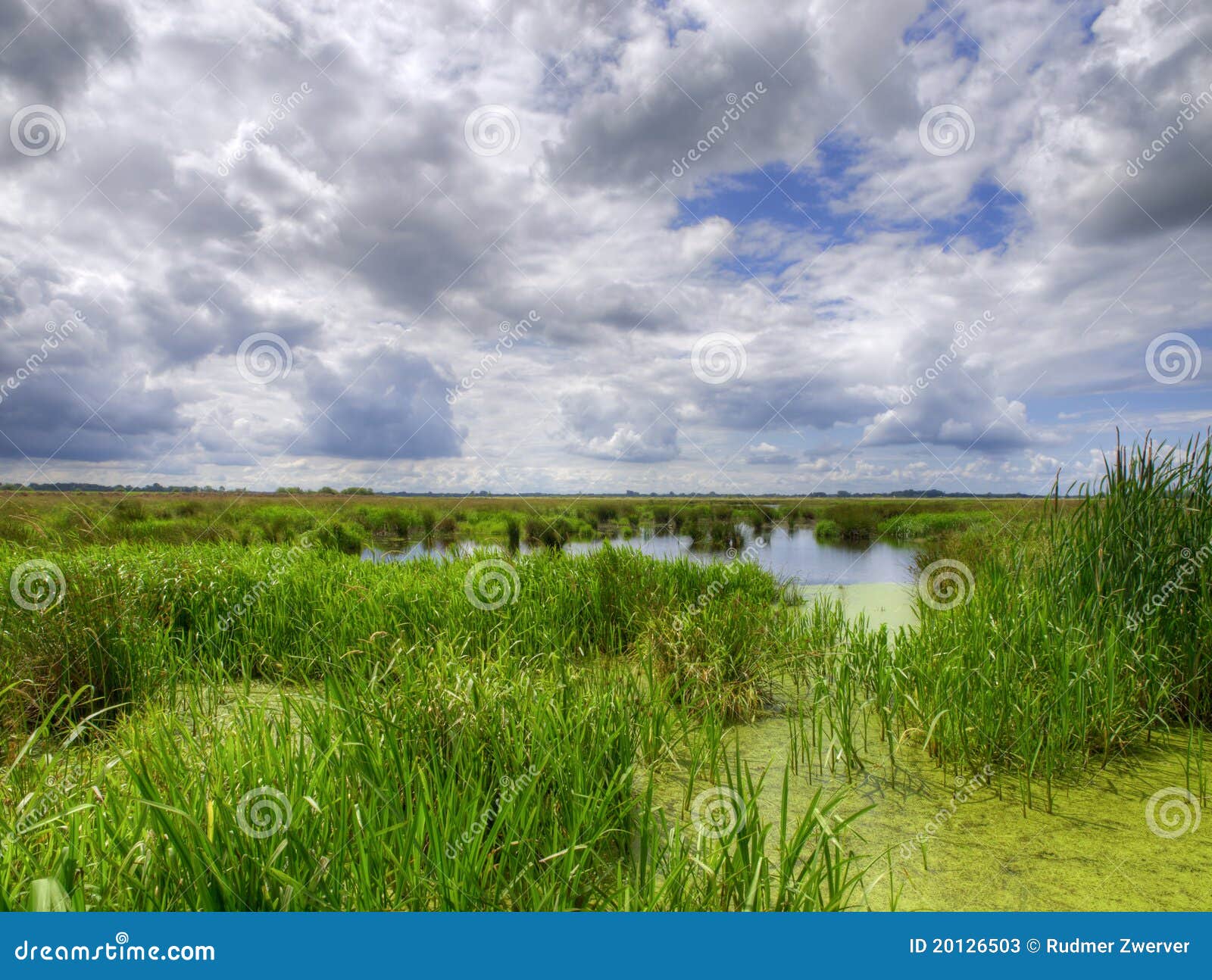 Natural marshland stock image. Image of energetic, reed - 20126503