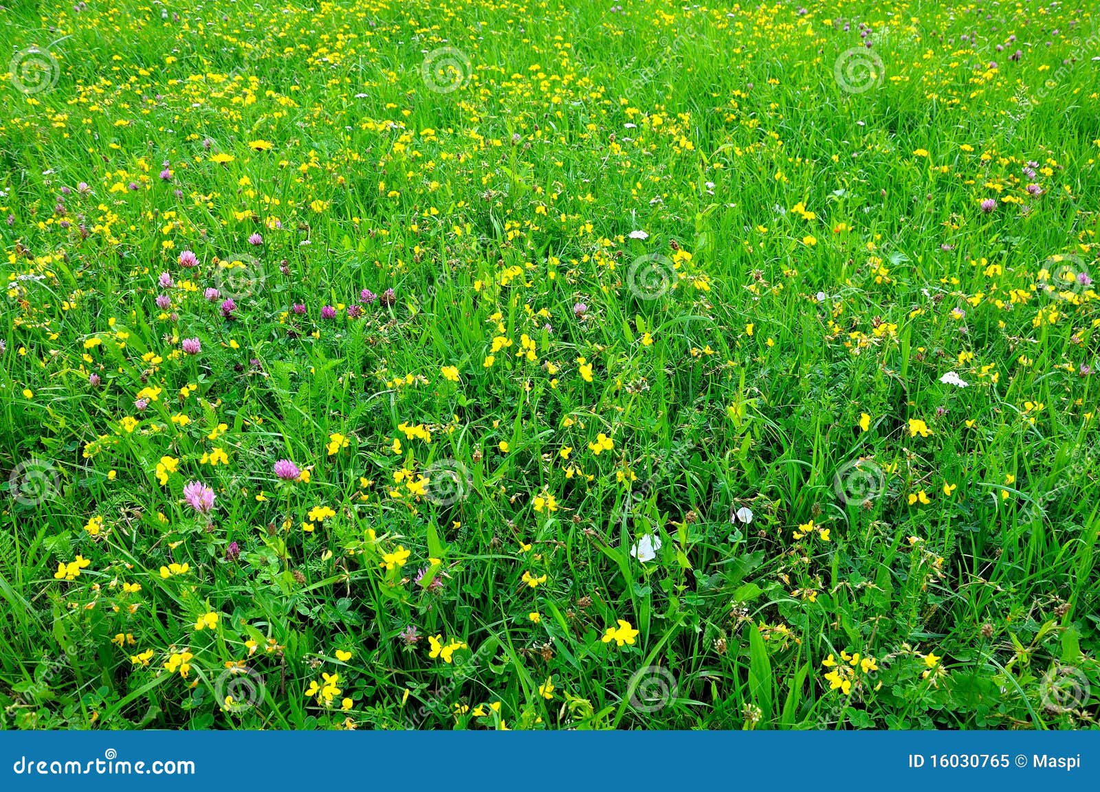 Natural meadow stock image. Image of macro, growth, clear - 16030765