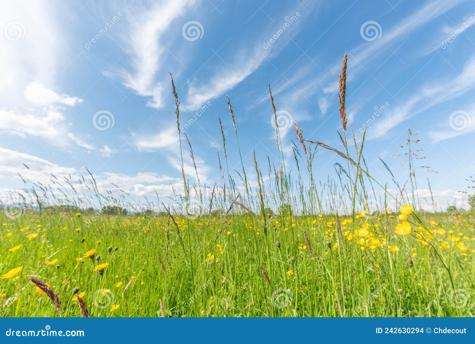 Natural Meadow in the Alsace Plain Stock Photo - Image of field, path ...