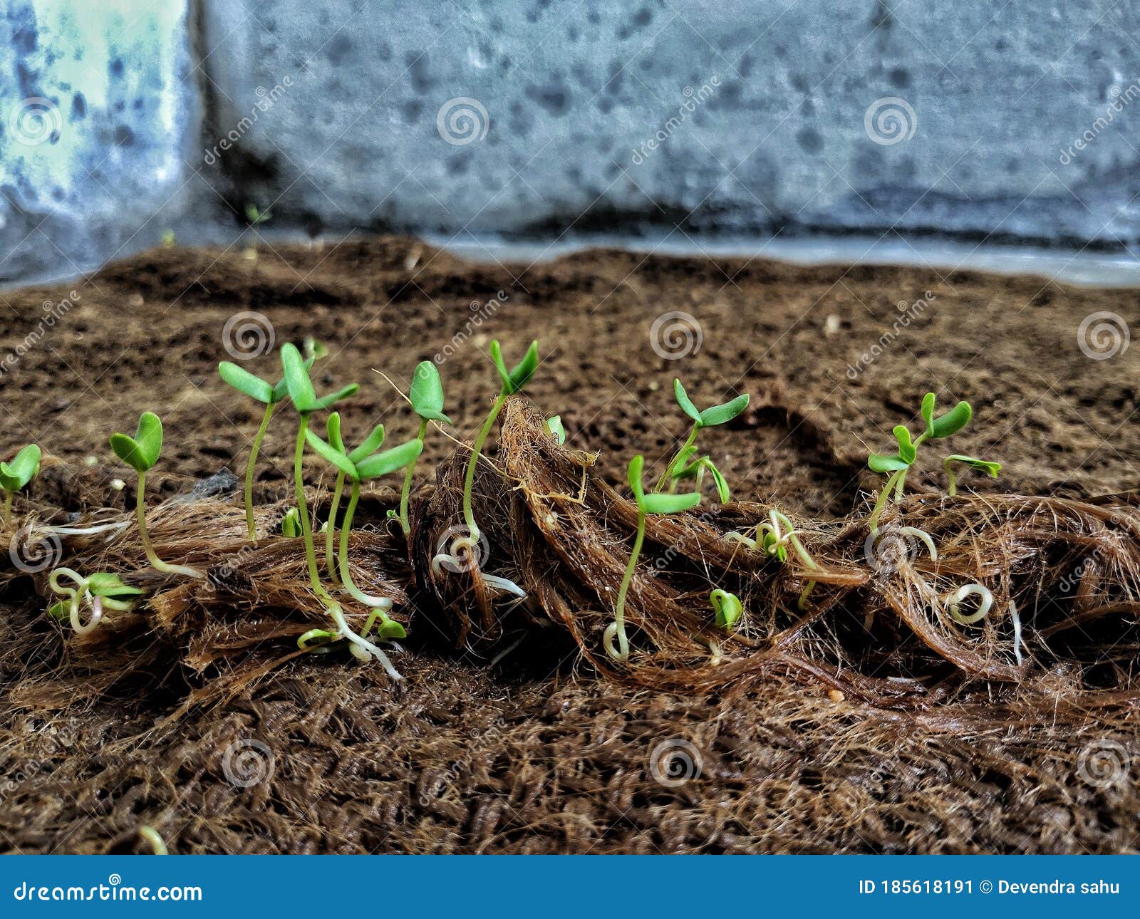 Natural Micro Photography Small Plant Stock Image - Image of small ...