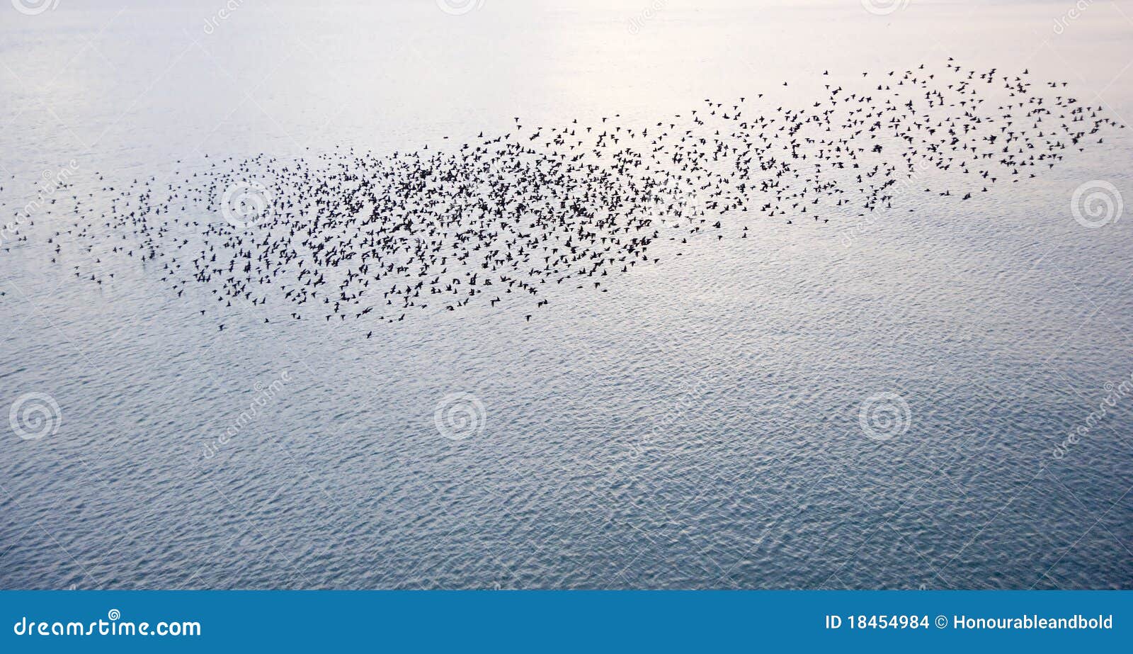 Natural Migration of European Starlings Stock Photo - Image of ...