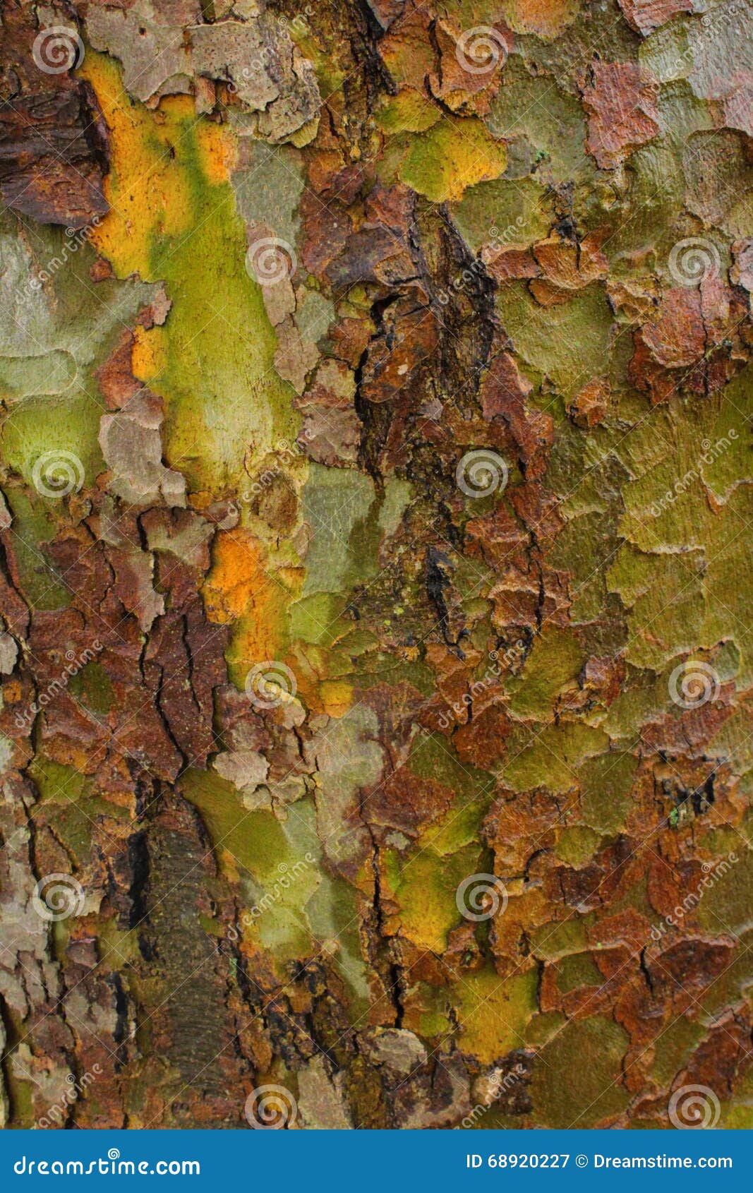 Natural Military Camouflage on Tree Stock Image - Image of cathedral ...