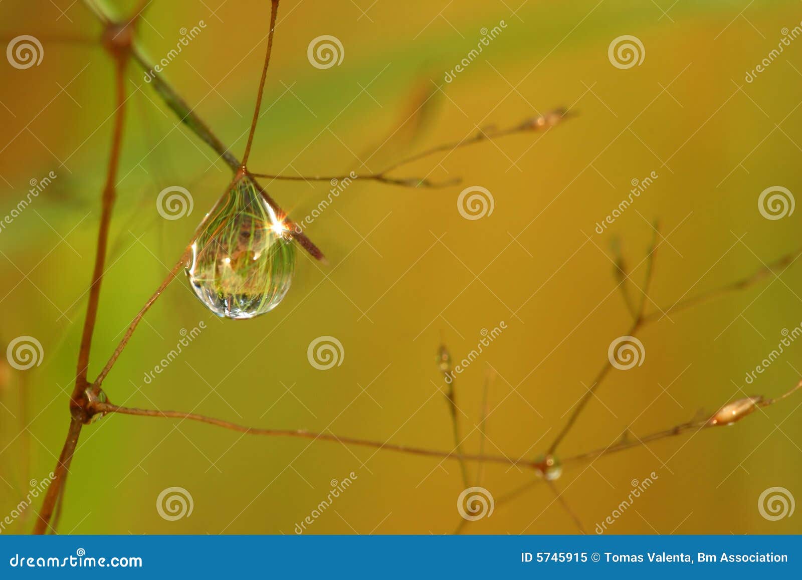 Natural mirror in drop stock image. Image of ecology, moisture - 5745915