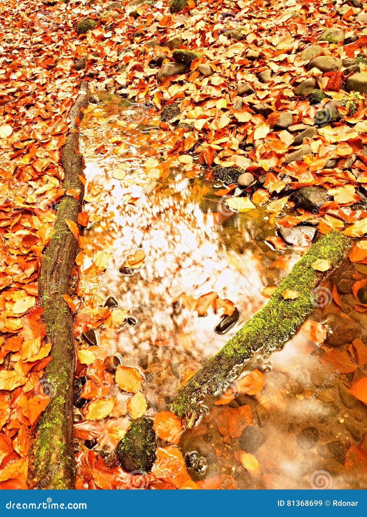 Natural Mirror in Orange Frame. Fallen Beech Leaves in Water of ...