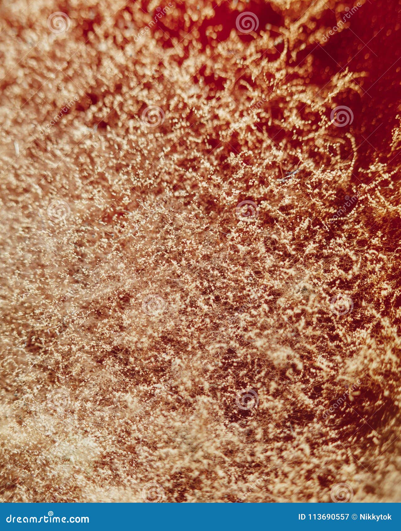 Natural mold on red stock image. Image of natural, colonies - 113690557