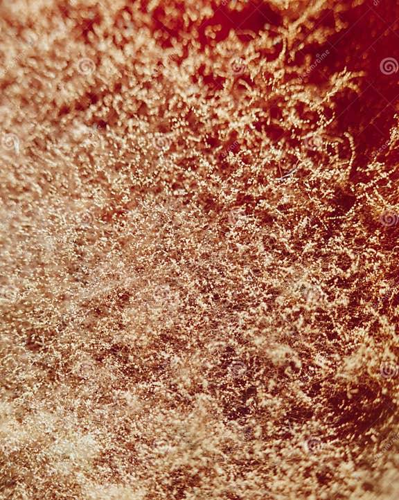 Natural mold on red stock image. Image of natural, colonies - 113690557