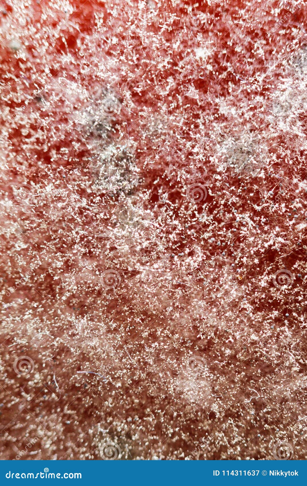Natural mold on red stock image. Image of blue, abstract - 114311637