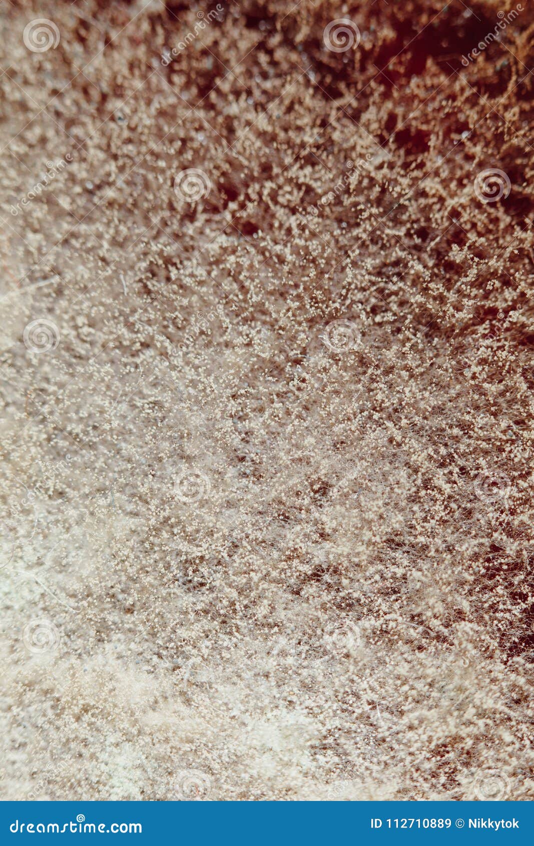 Natural mold texture stock image. Image of mold, fungi - 112710889