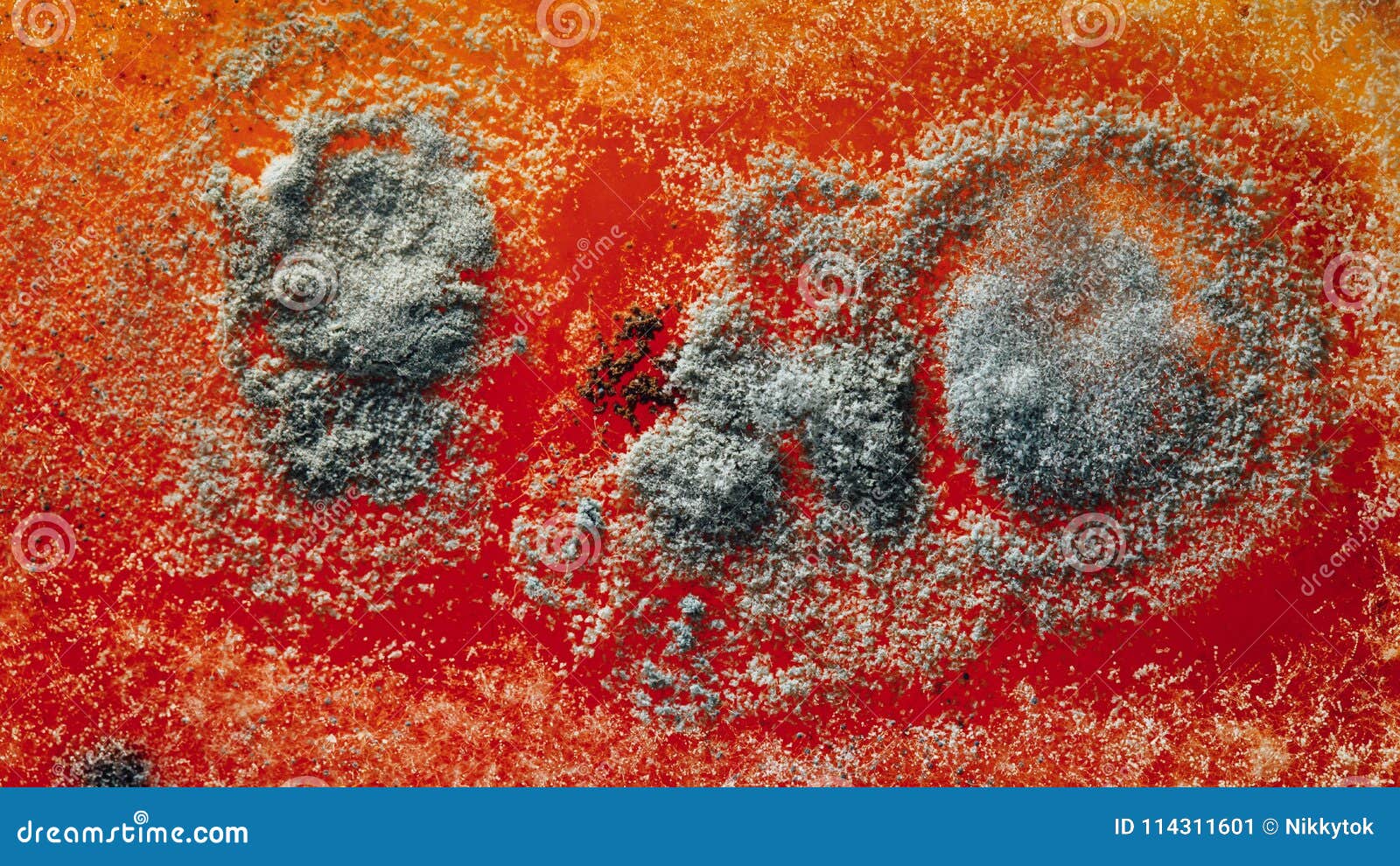 Natural mold texture stock image. Image of mildew, abstract - 114311601