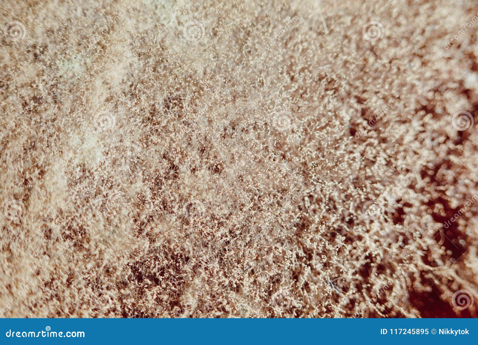 Natural mold texture stock image. Image of fungus, concept - 117245895