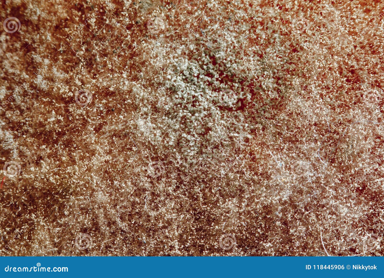 Natural mold texture stock photo. Image of mildew, microscopic - 118445906