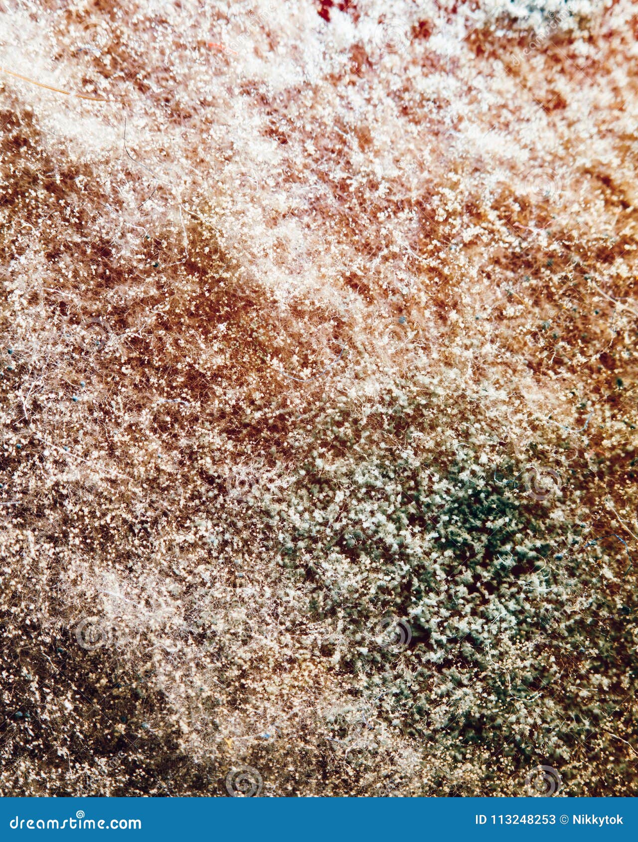 Natural mold texture stock image. Image of closeup, copy - 113248253