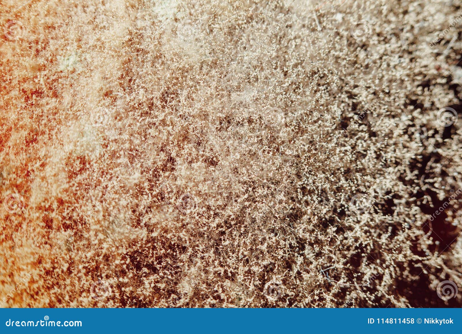 Natural mold texture stock photo. Image of living, mildew - 114811458