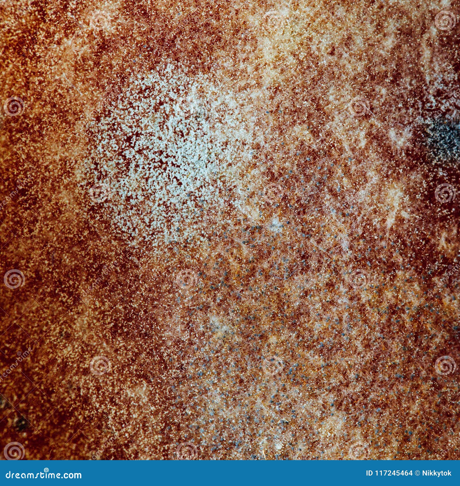 Natural mold texture stock photo. Image of life, micro - 117245464