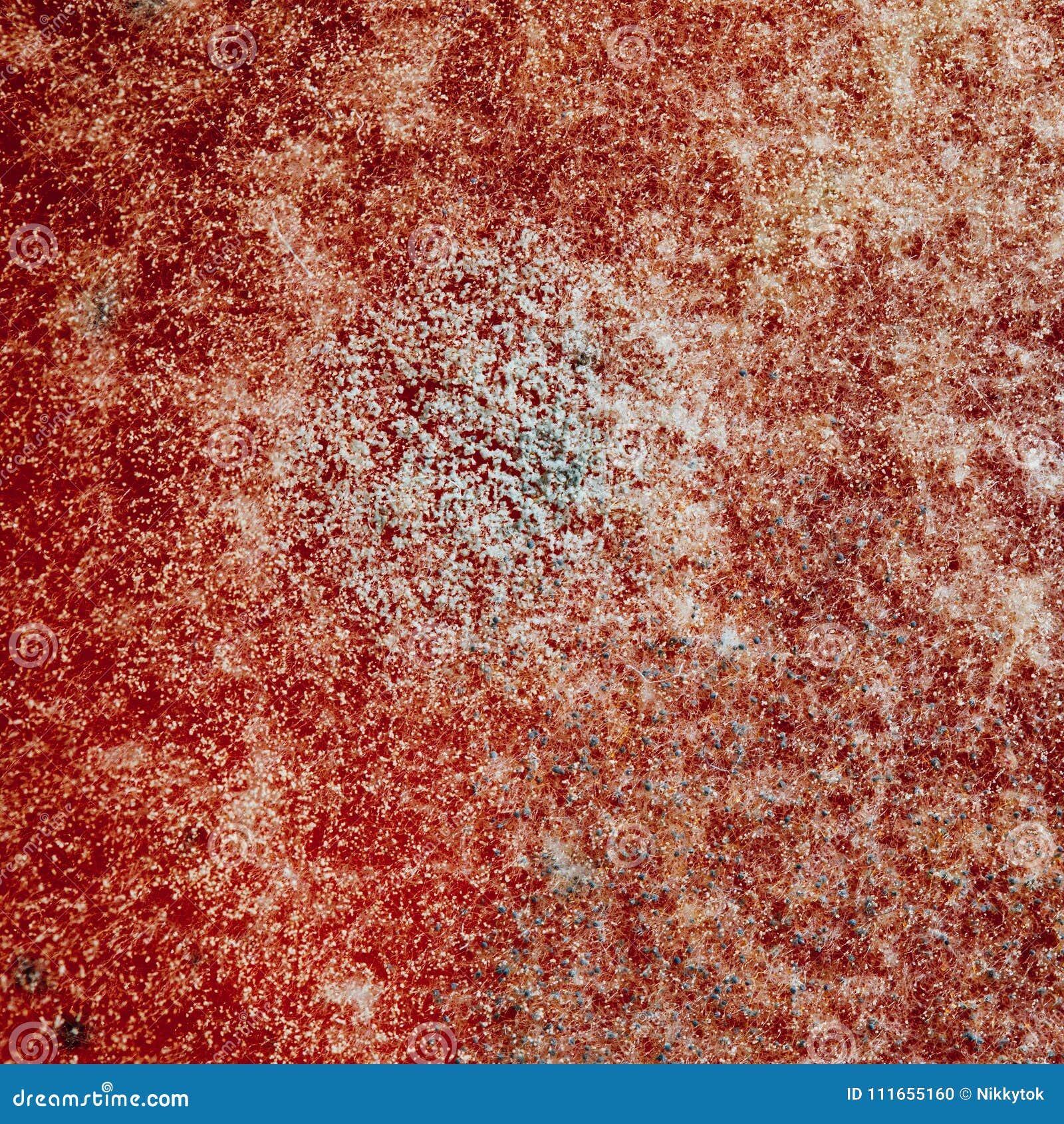 Natural mold texture stock photo. Image of artistic - 111655160