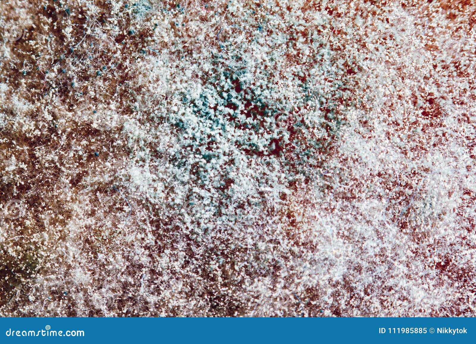 Natural mold texture stock image. Image of biology, blue - 111985885