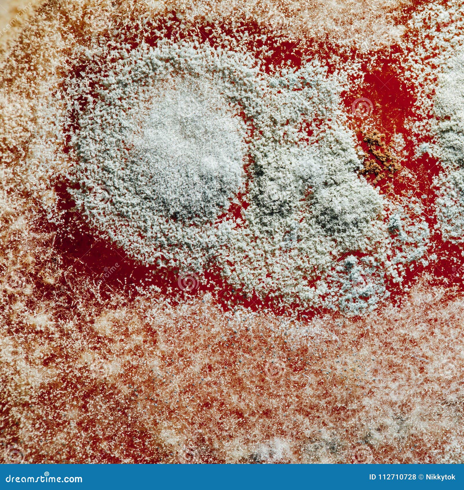 Natural mold texture stock photo. Image of mildew, growth - 112710728