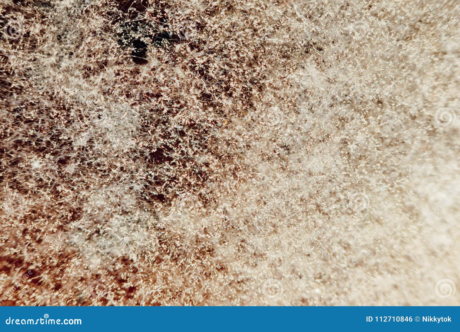 Mold Texture On White Damped Wall Background Stock Photography ...