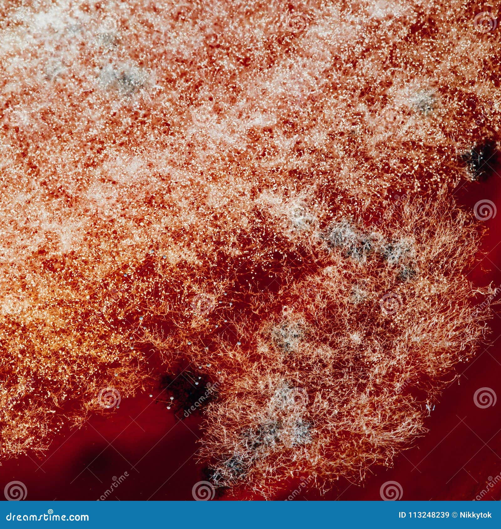 Natural mold texture stock image. Image of biology, copyspace - 113248239