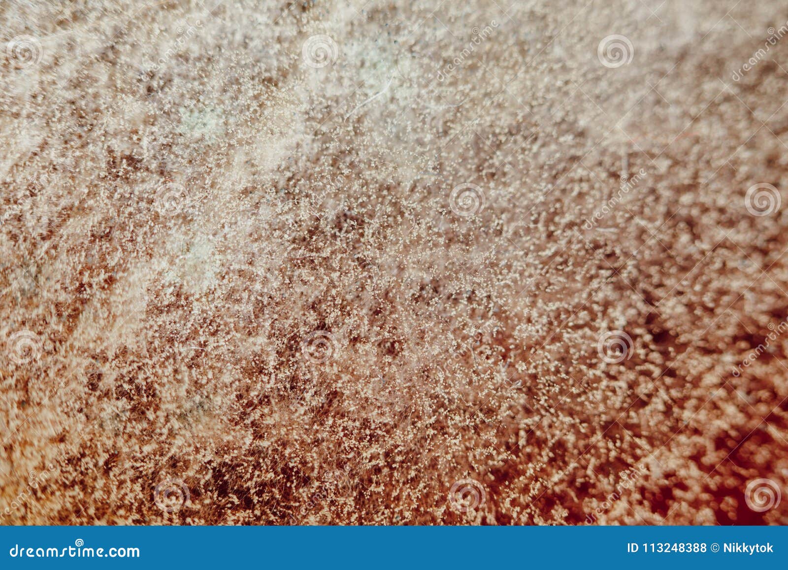 Natural mold texture stock photo. Image of fungal, fungus - 113248388