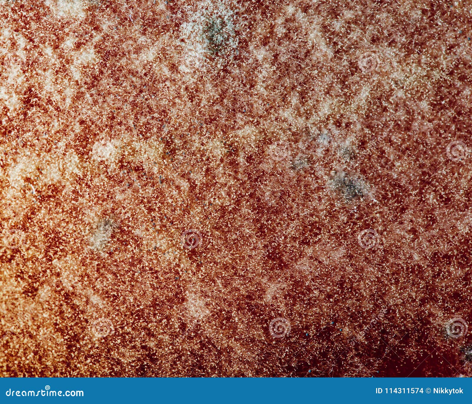 Natural mold texture stock photo. Image of infection - 114311574