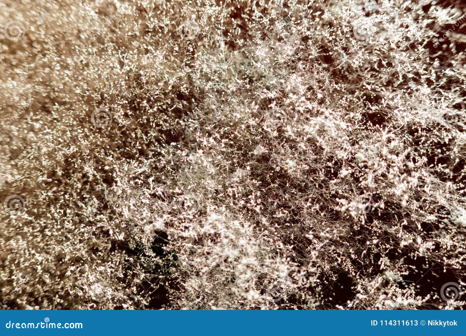 Natural mold texture stock image. Image of food, mildew - 114311613