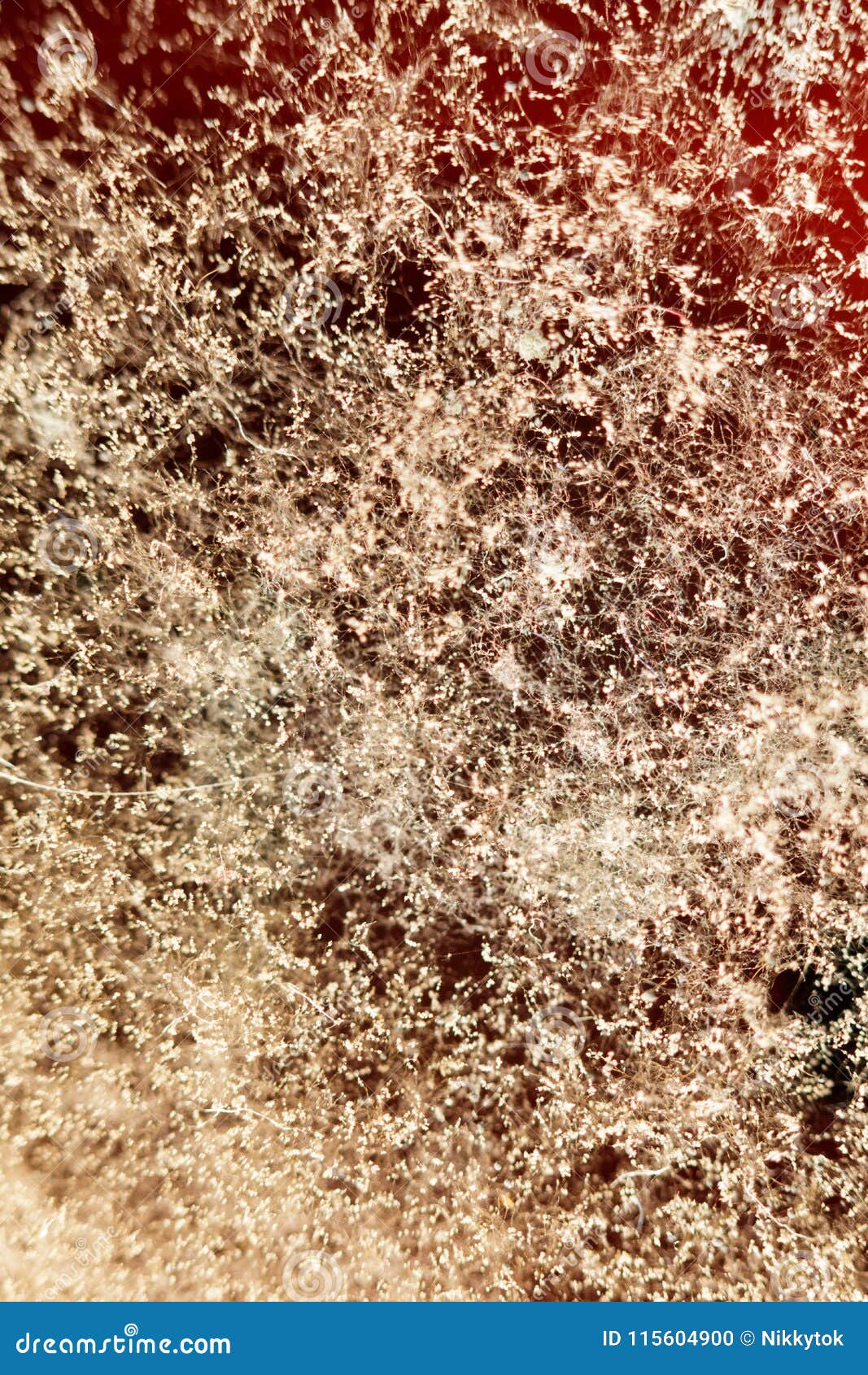 Natural mold texture stock photo. Image of food, living - 115604900