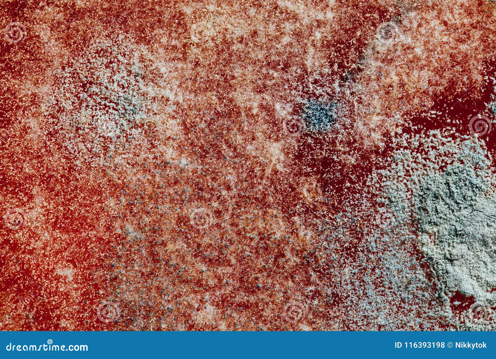 Natural mold texture stock photo. Image of biology, mold - 116393198