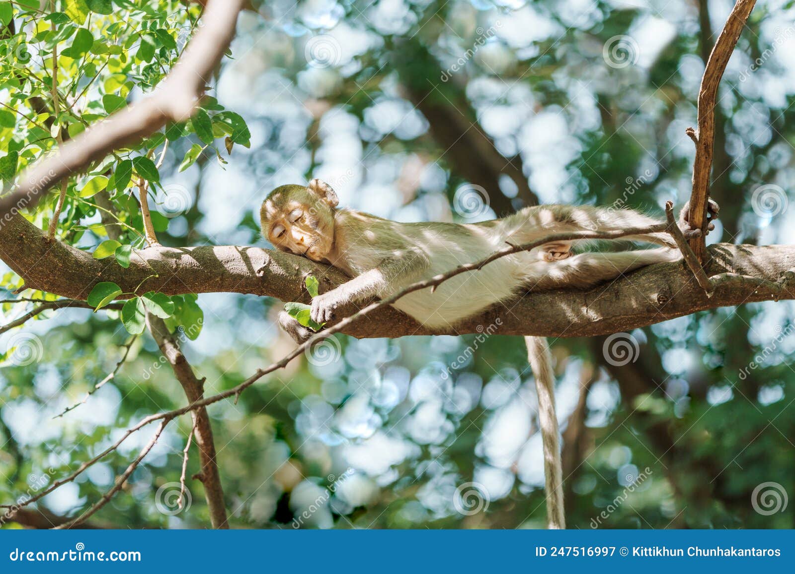 The Monkey Was Lying on the Tree and Staring at Something Stock Image ...
