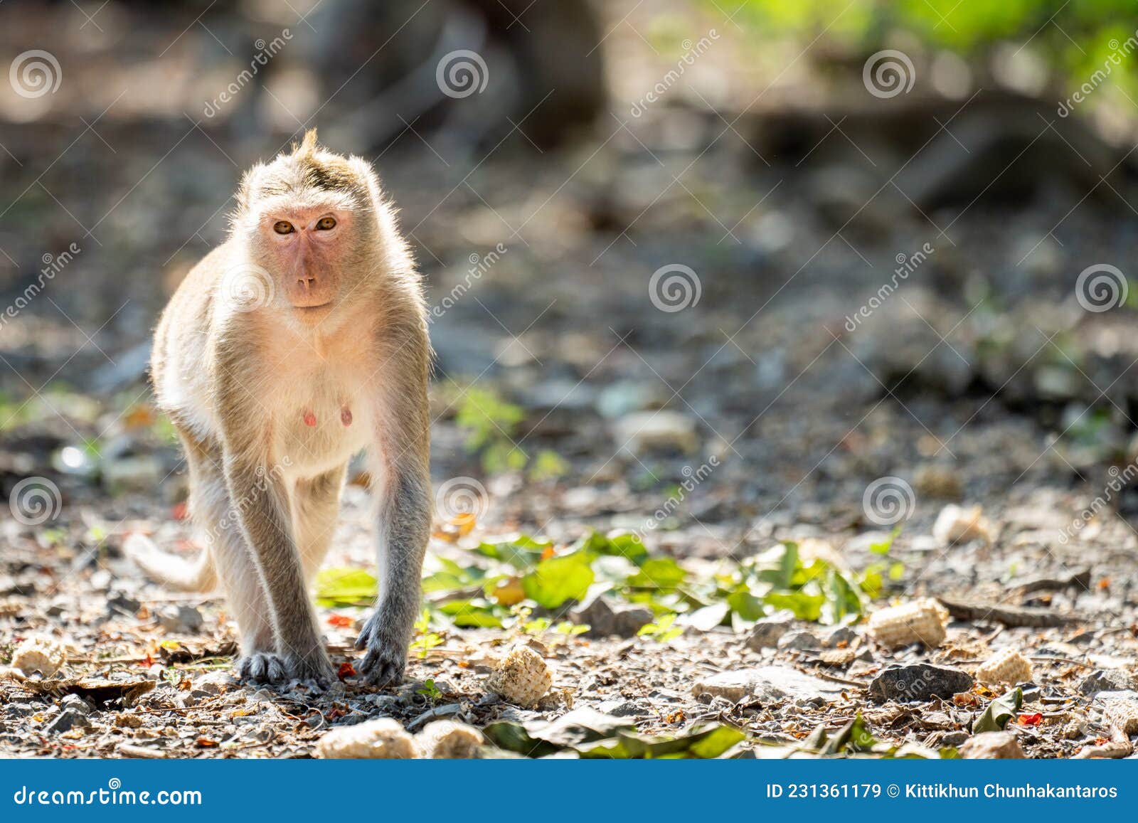 Natural Monkeys in the Tropical Forest Stock Image - Image of macaque ...