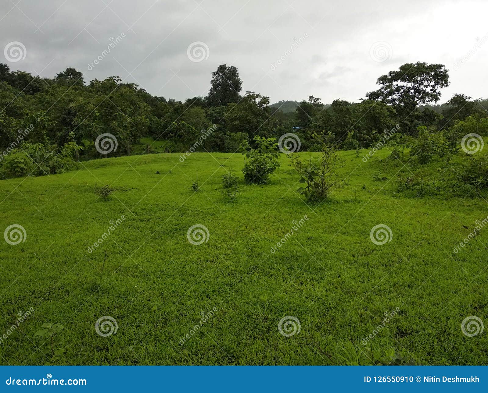 Monsoon Greenery Grass Mango Tree Royalty-Free Stock Image ...