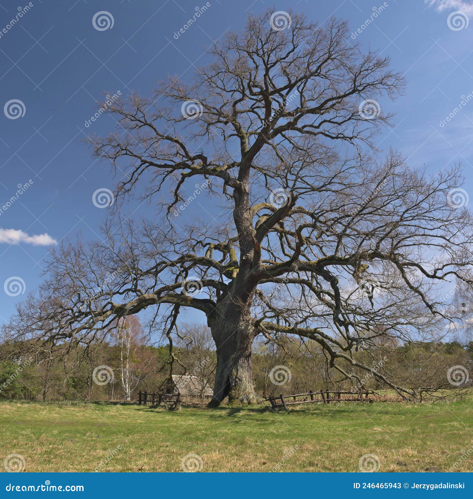 Natural Monument. an Old Majestic Oak with a Spreading Crown Stock ...