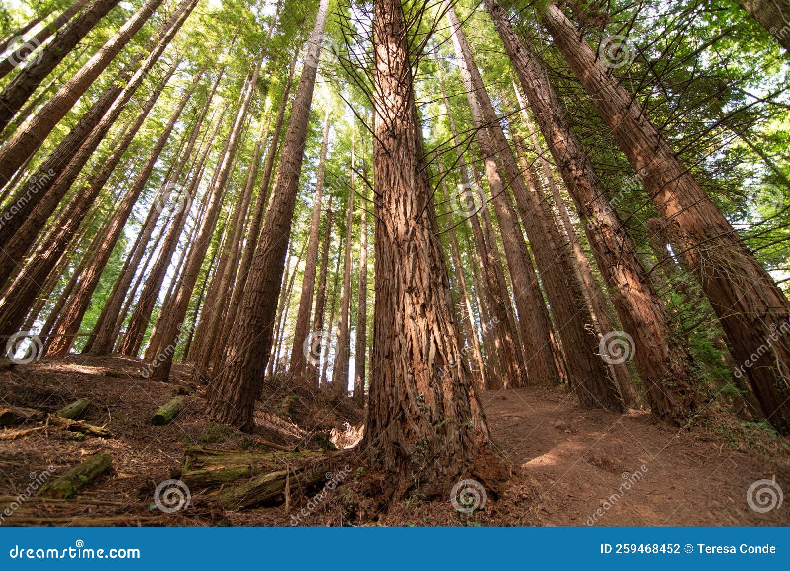 Natural Monument of the Sequoias of Mount Cabezon in Cantabria Stock ...