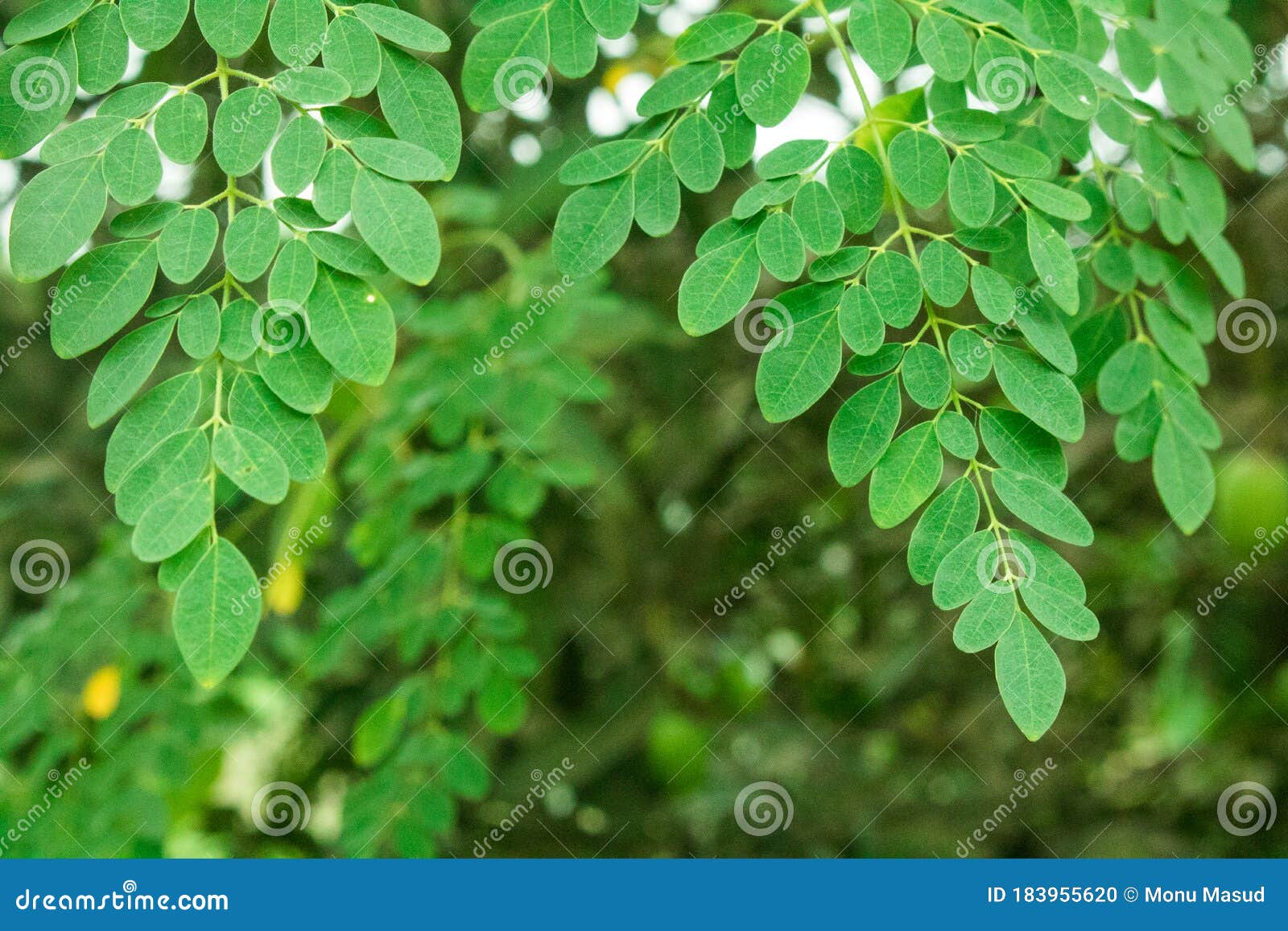 Natural Moringa Leaves Green Background Stock Photo - Image of ...