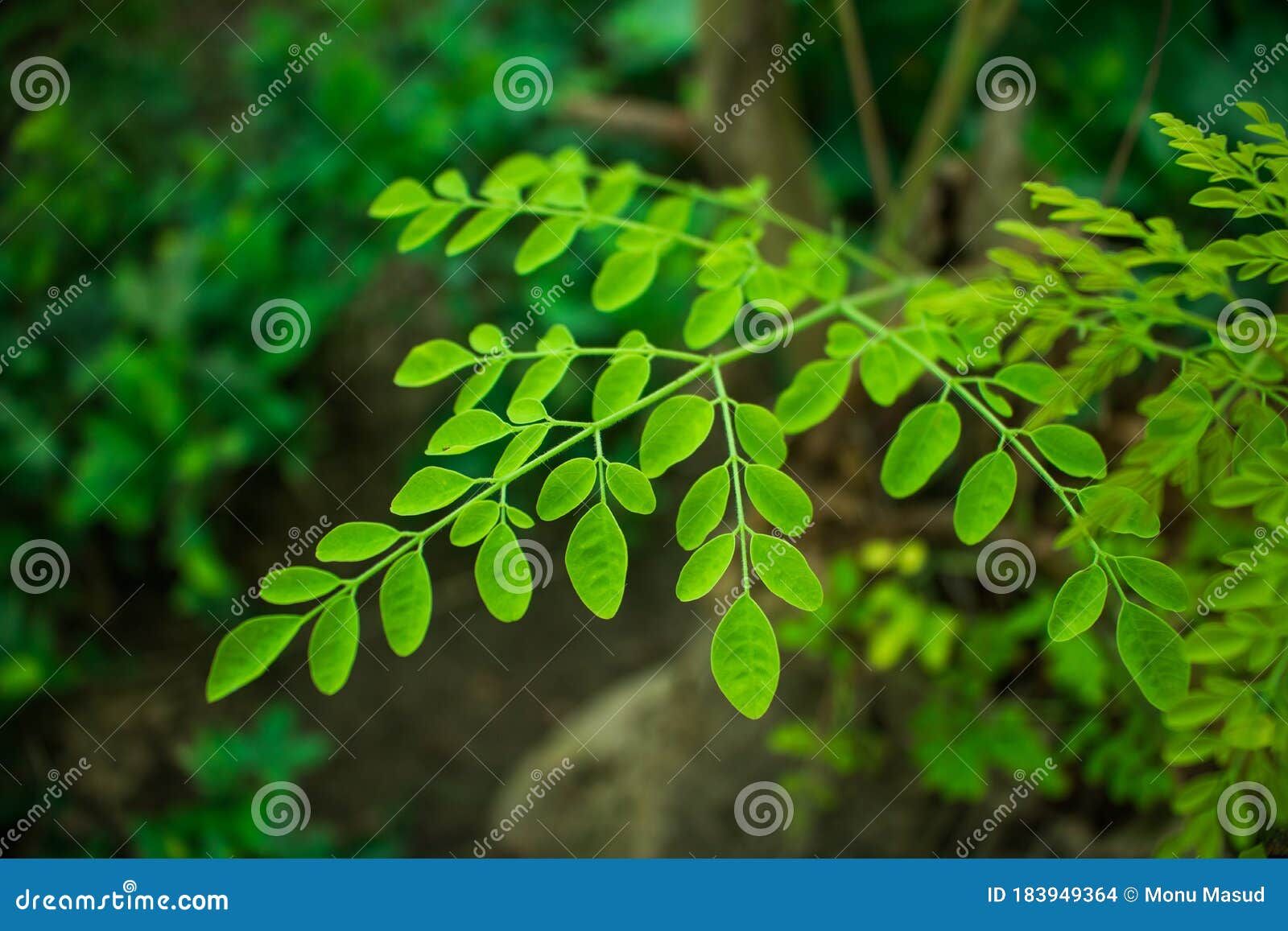Malunggay Or Moringa Tree As The Leaves Act As One Of The Traditional ...