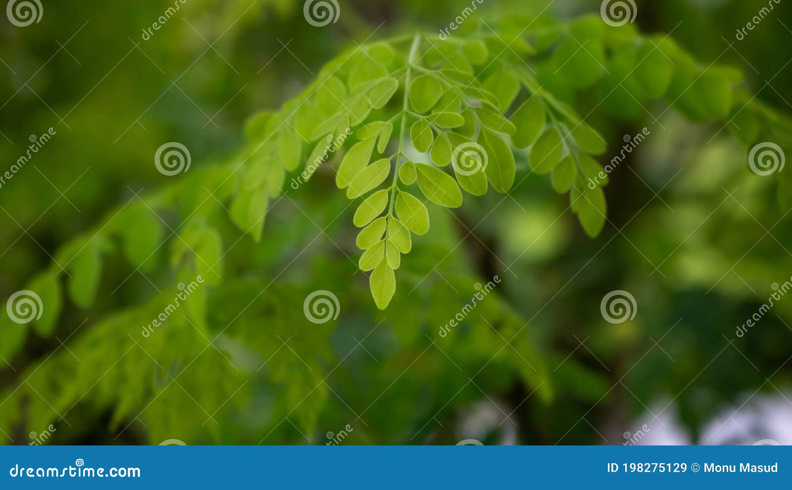 Natural Moringa Leaves Tree Green Background Stock Image - Image of ...