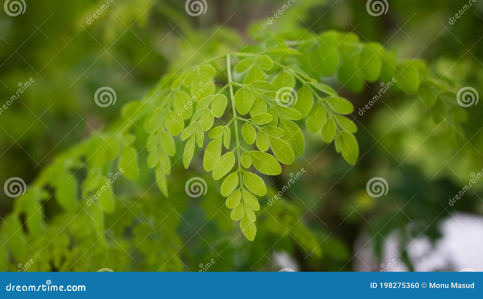 Natural Moringa Leaves Tree Green Background Stock Photo - Image of ...
