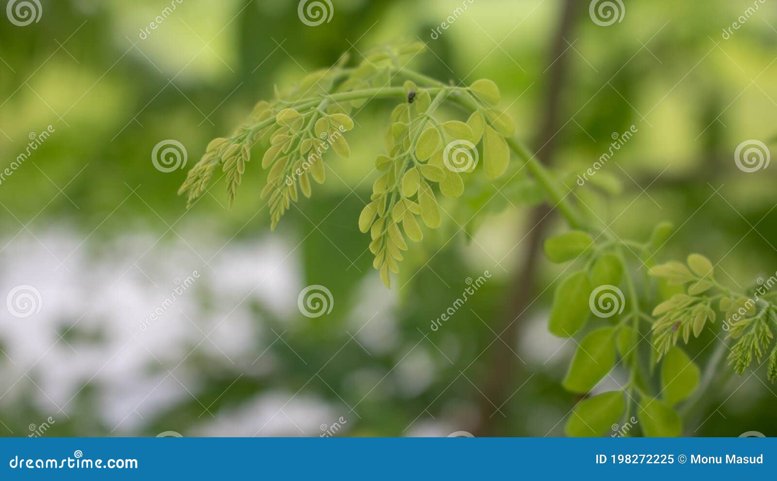 Natural Moringa Leaves Tree Green Background. Fresh Green Moringa ...