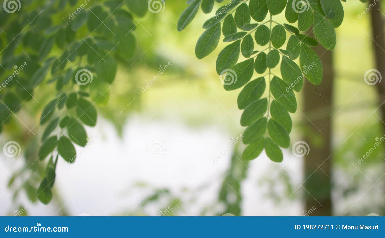 Natural Moringa Leaves Tree Green Background. Fresh Green Moringa ...