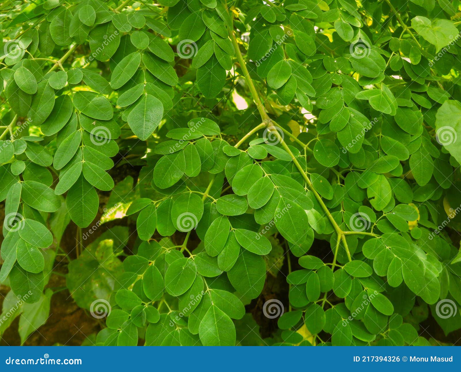 Natural Moringa Leaves Tree Green Background. Fresh Green Moringa ...