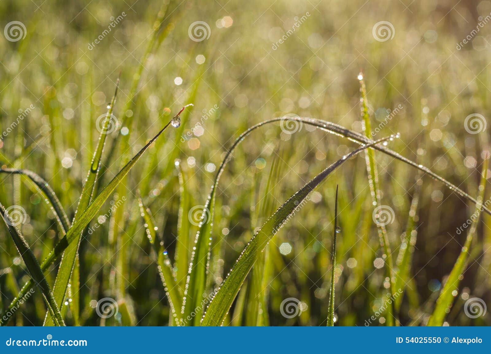 Natural Morning Dew on Grass at Sunrise Stock Photo - Image of clean ...