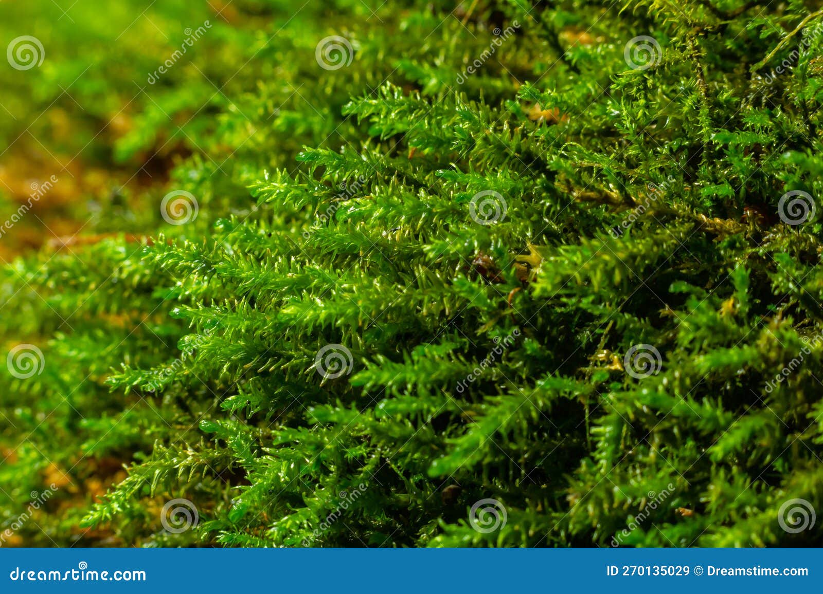 Natural Moss in Nature. Green Moss Background Texture Stock Image ...
