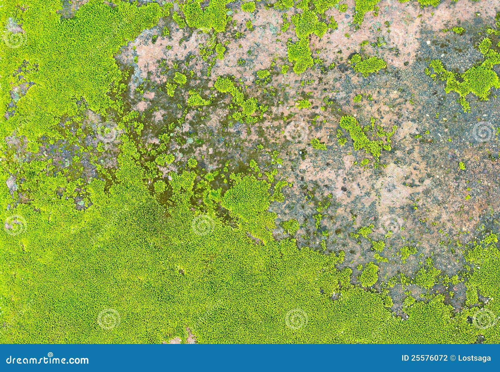 Natural moss texture stock photo. Image of brown, grow - 25576072